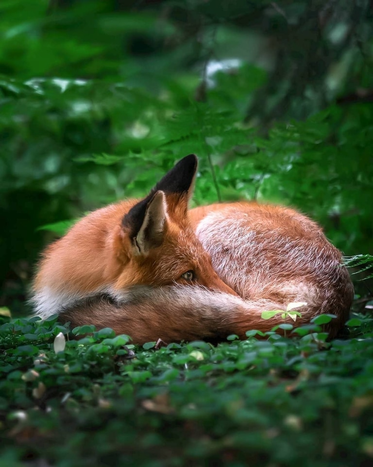 Fox Photos Capture the Diverse Personalities of the Wild Animals
