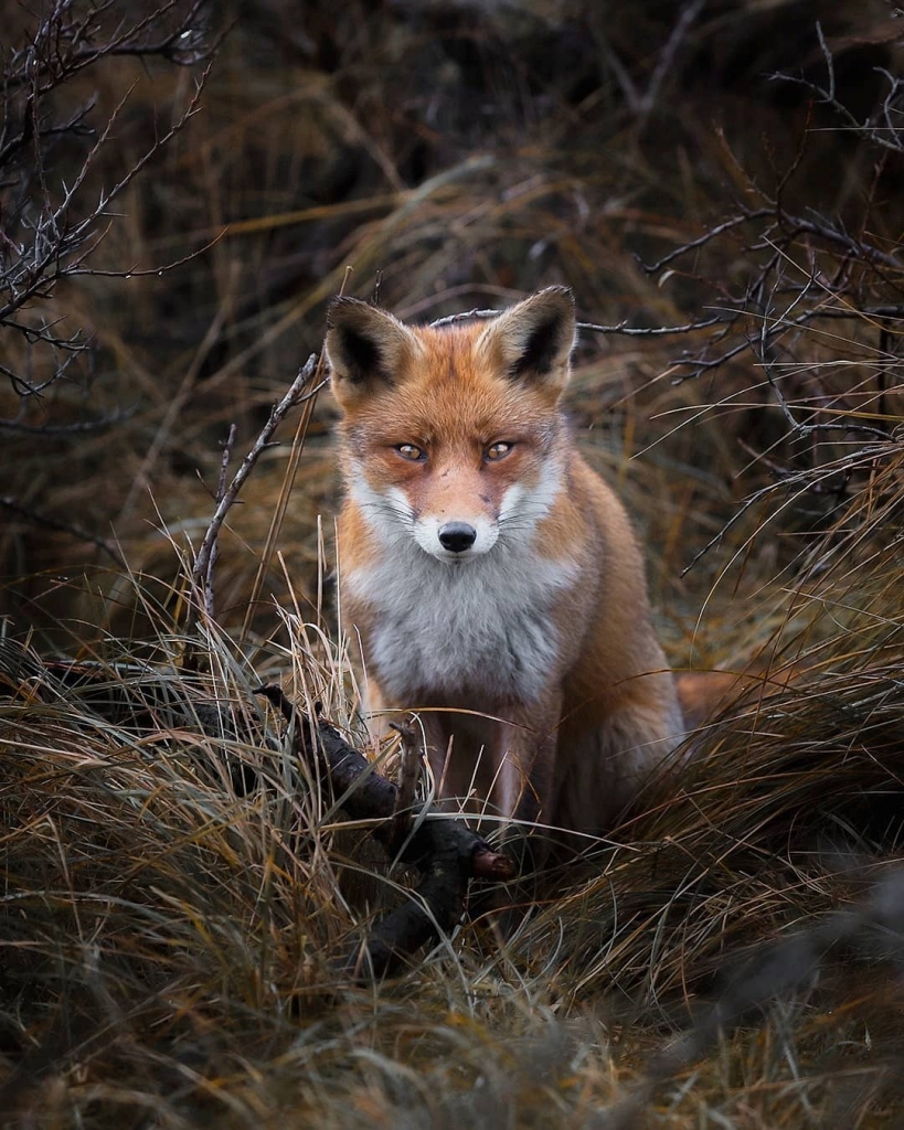 Charming Wildlife Portraits Capture the Expressive Faces of Foxes in ...