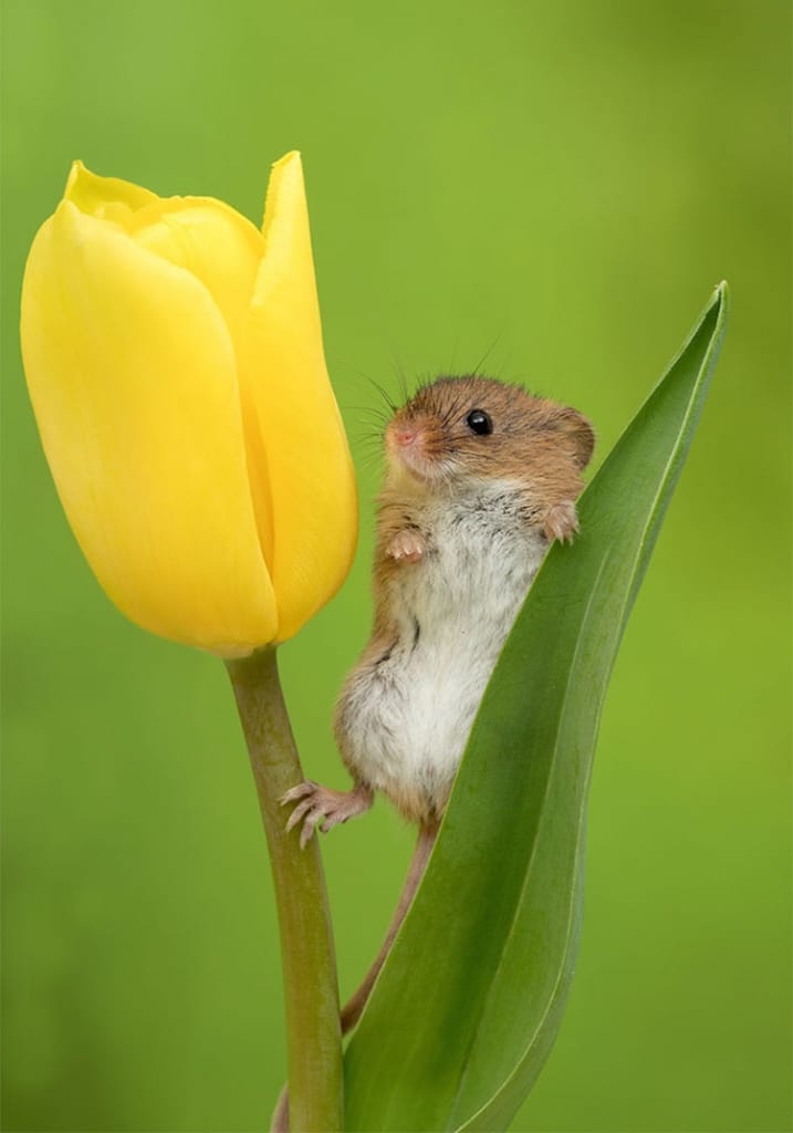 Macro Photography Series Captures Tiny Harvest Mice Playing in Tulips