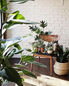 21 Plant-Filled Instagrams That Will Turn Your Black Thumb Green | My ...