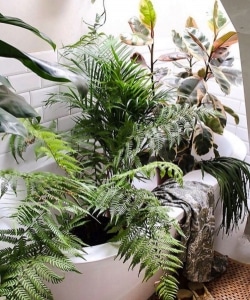 Best Garden Instagrams - Plant Photography Accounts