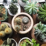 Best Garden Instagrams - Plant Photography Accounts