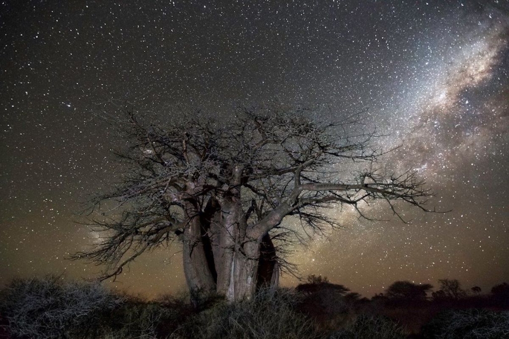 Interview: Beth Moon Photographs the World's Ancient Trees