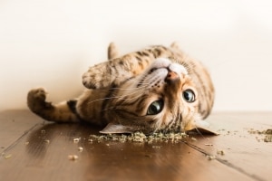 Pet Photographer Captures Cats Going Crazy for Catnip