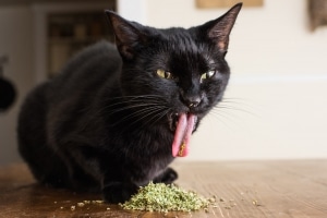 Pet Photographer Captures Cats Going Crazy for Catnip