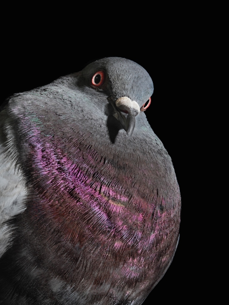 Pigeon Photos Celebrate the Overlooked Beauty of the Common City Bird