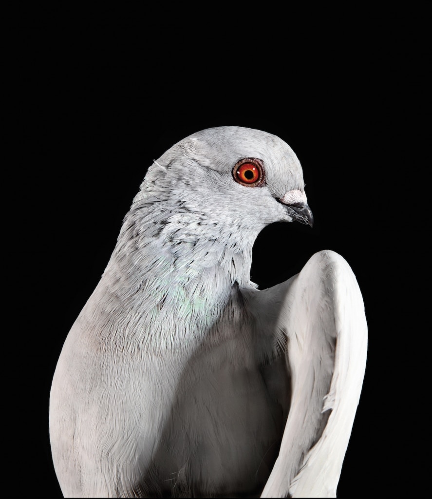 Pigeon Photos Celebrate the Overlooked Beauty of the Common City Bird
