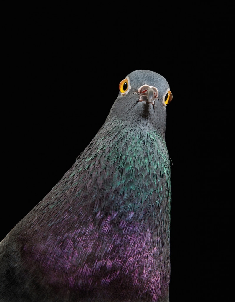 Pigeon Photos Celebrate the Overlooked Beauty of the Common City Bird