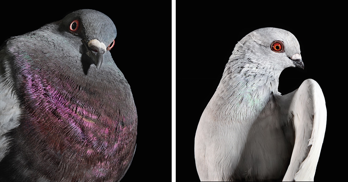 Pigeon Photos Celebrate the Overlooked Beauty of the Common City Bird
