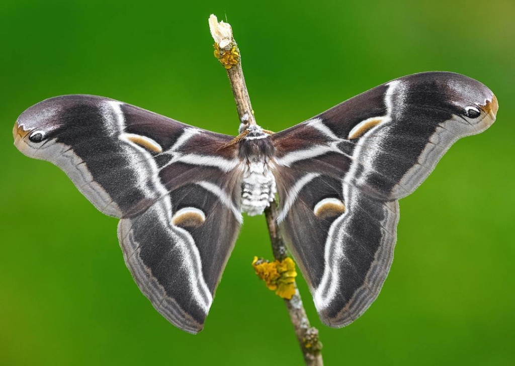 Brilliant Butterfly Photography Vividly Captures Every Exquisite Detail