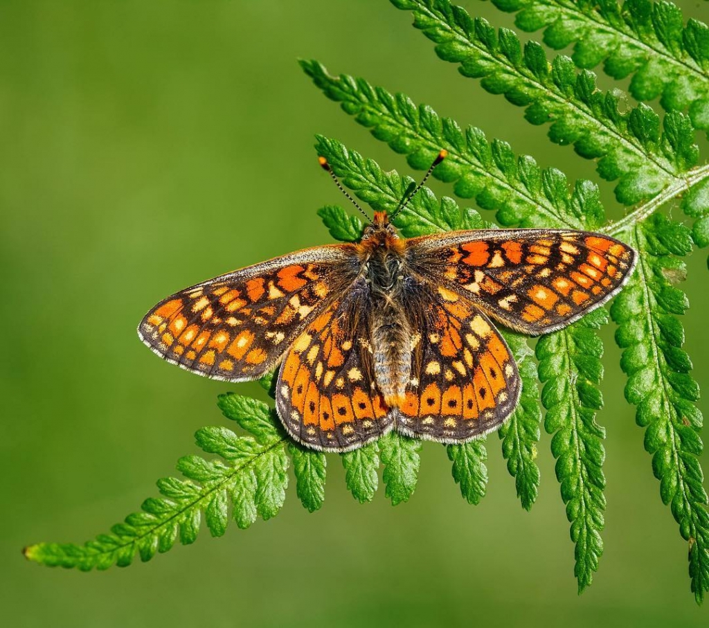 Biologist Captures the Brilliant Details of Butterflies Perched on ...