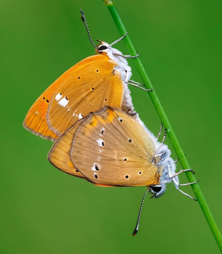 Brilliant Butterfly Photography Vividly Captures Every Exquisite Detail