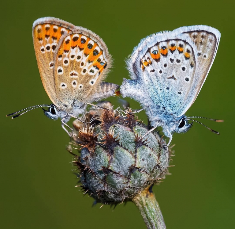 Brilliant Butterfly Photography Vividly Captures Every Exquisite Detail