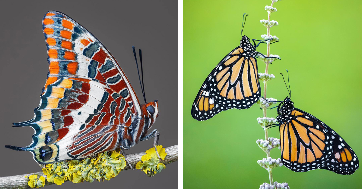 Brilliant Butterfly Photography Vividly Captures Every Exquisite Detail