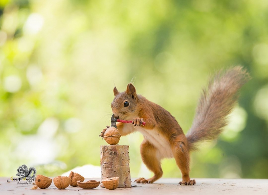 Photographer Captures Delightfully Candid Photos of Wild Squirrels ...