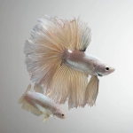 Photographer Captures the Beauty of Graceful Siamese Fighting Fish