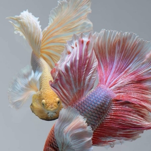 Photographer Captures the Beauty of Graceful Siamese Fighting Fish