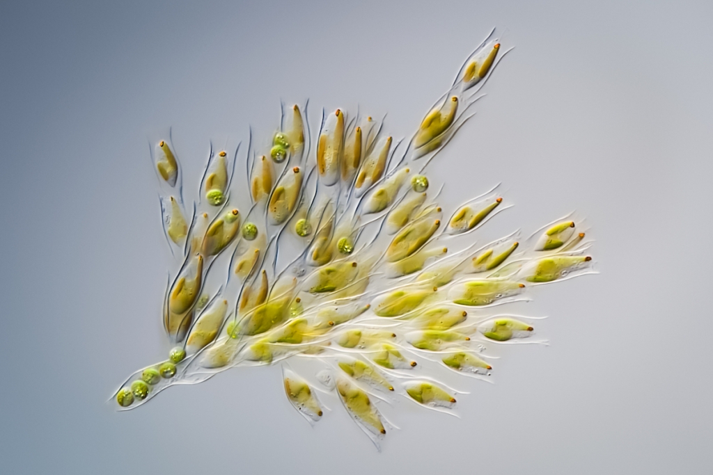 UK Royal Society of Biology Announces Winners of Annual Photo Contest