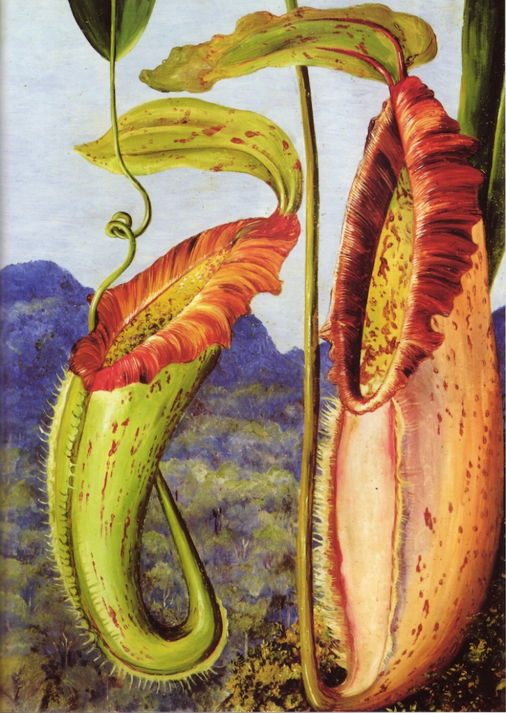 The History of Botanical Illustration and Why It’s Still Blooming