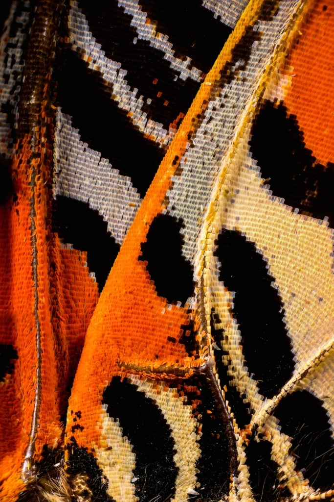Macro Photography Reveals the Striking Details of Butterfly Wings.