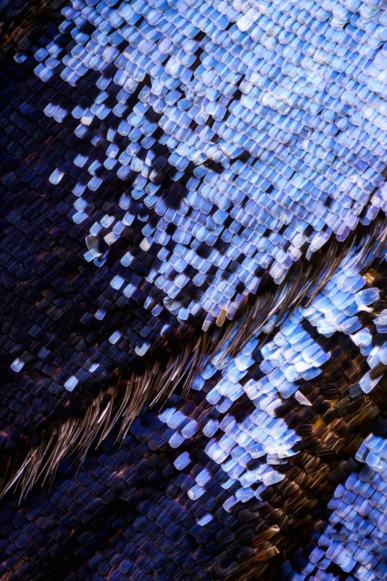 Macro Photography Reveals the Striking Details of Butterfly Wings.