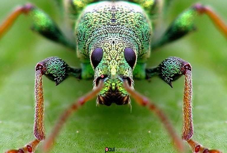 Increíbles fotos macro de insectos muestran su compleja belleza y simetría