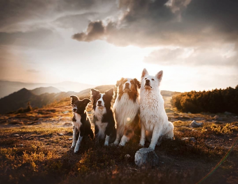 Hermosos retratos de perros capturan sus aventuras en la naturaleza