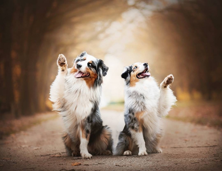Beautiful Dog Portraits Capture Their Adventures in the Great Outdoors