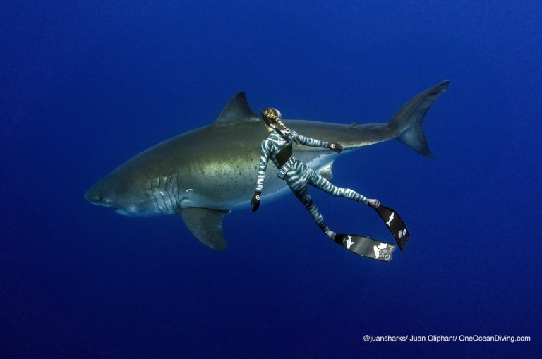 Ocean Ramsey Swims With Enormous Great White Shark in Hawaii