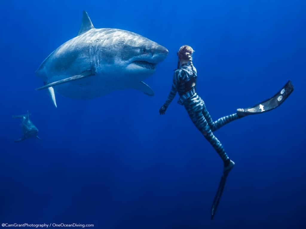 Ocean Ramsey Swims With Enormous Great White Shark in Hawaii