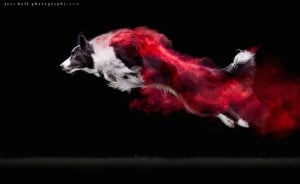 Photographer Uses Colored Powder in Experimental Dog Photos