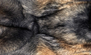Pet Photographer Captures The “Hair of the Dog” in Up-Close Fur Shots