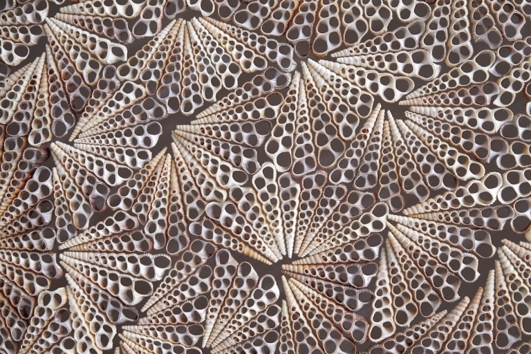Mesmerizing Seashell Sculptures by Rowan Mersh