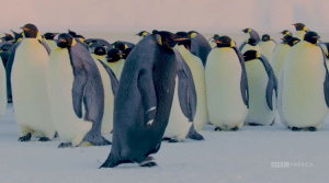 Extremelly Rare Black Emperor Penguin Spotted in Antarctica