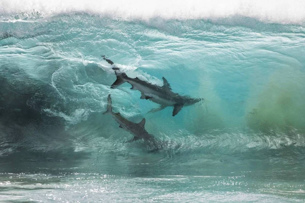 Stunning Shark Photography Shows Two Sharks Inside of a Glassy Wave