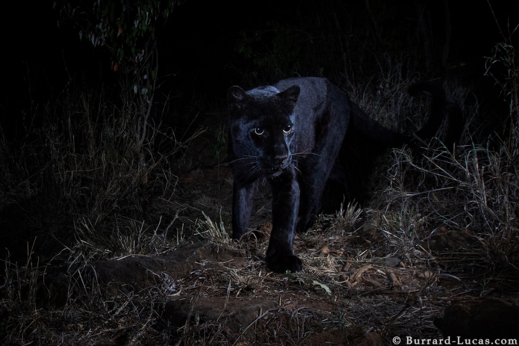 Elusiva pantera negra africana capturada en video en Kenia