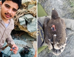 Incredible Map of Eagle Migration Over the Course of One Year