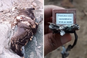 Incredible Map of Eagle Migration Over the Course of One Year