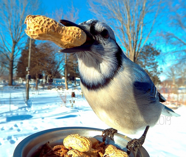 Woman Captures Colorful Visitors to Her Backyard Bird Photo Booth