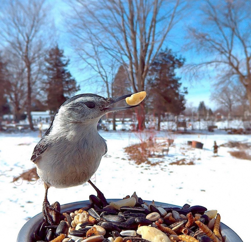 Woman Captures Colorful Visitors to Her Backyard Bird Photo Booth