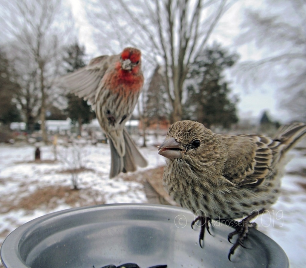 Woman Captures Colorful Visitors to Her Backyard Bird Photo Booth