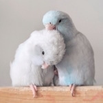 Bird Photography Captures the Love Between Pacific Parrotlets