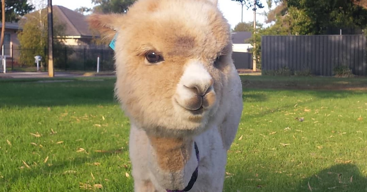 Alpacas As Pets