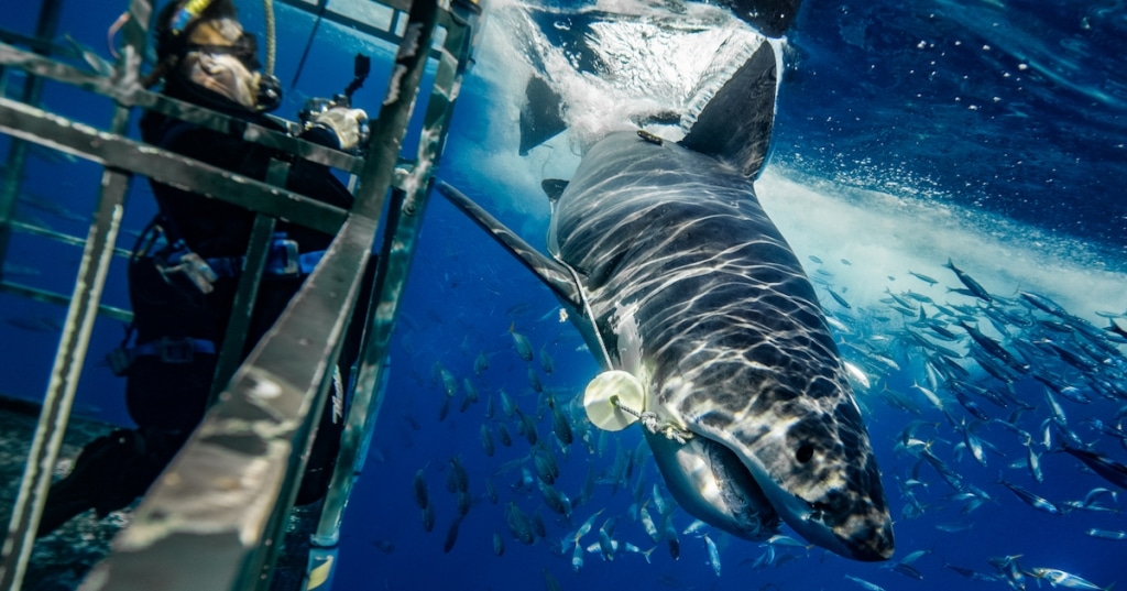Fotógrafo recrea el icónico póster de 'Jaws' con gran tiburón blanco