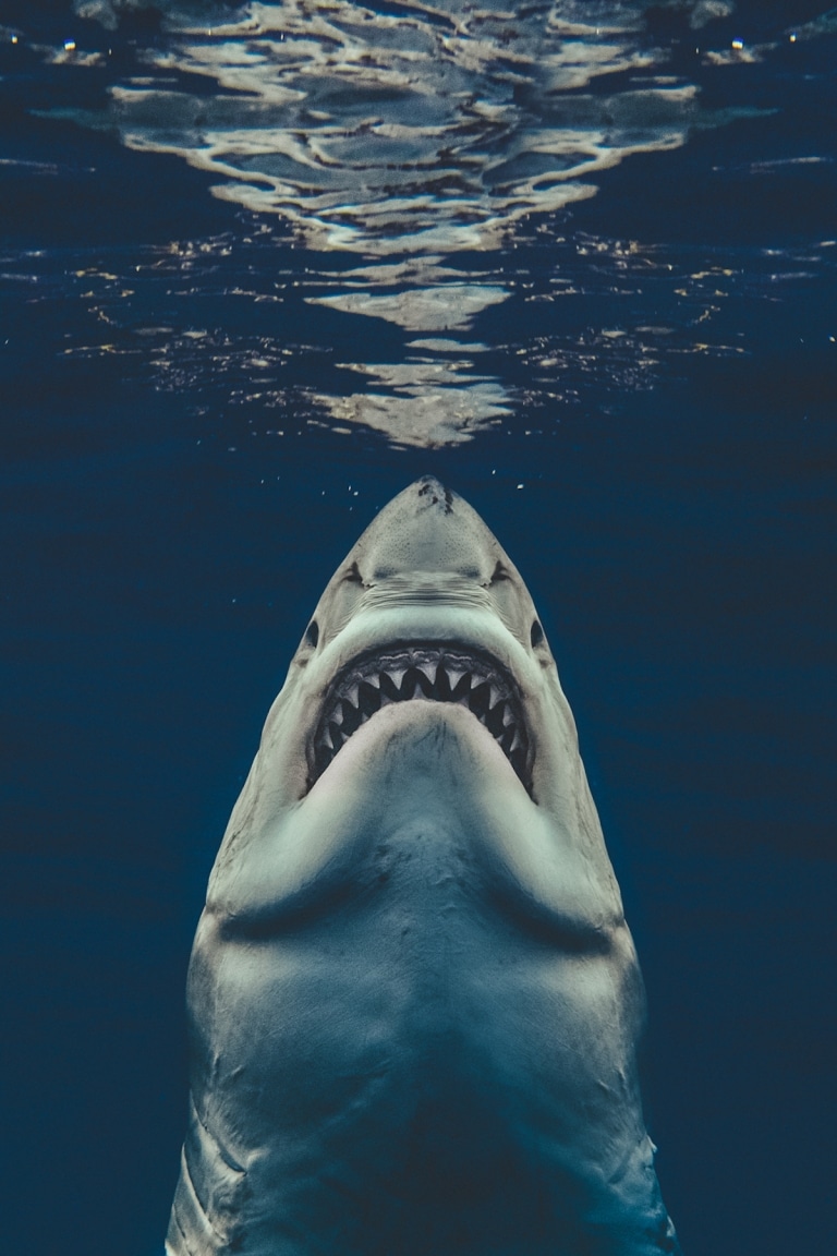 Fotógrafo recrea el icónico póster de 'Jaws' con gran tiburón blanco