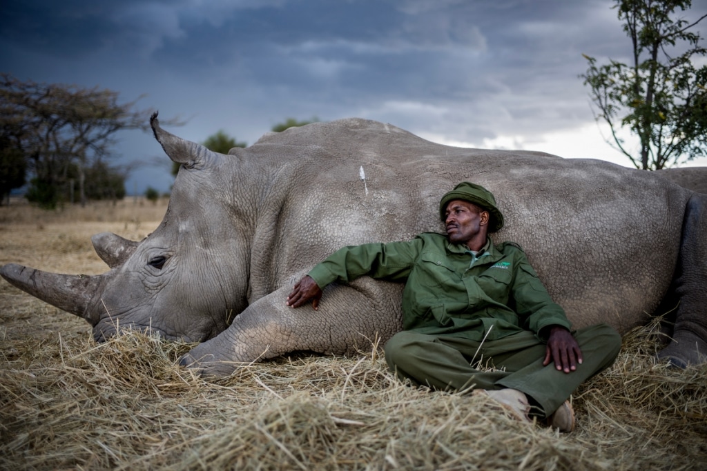 Justin Mott Documents Northern White Rhinos at Ol Peteja Conservancy