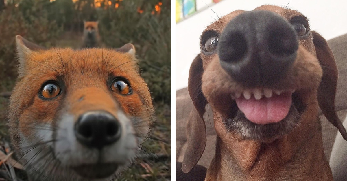 20 Adorables y curiosos animales tocando la cámara con sus narices