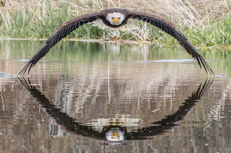 The Story Behind the Viral Photo of a Bald Eagle Reflecting in the Water