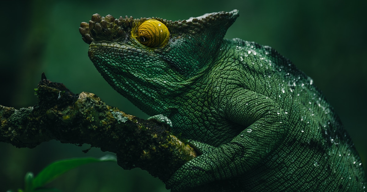 Incredible Portraits of the Animals of Madagascar