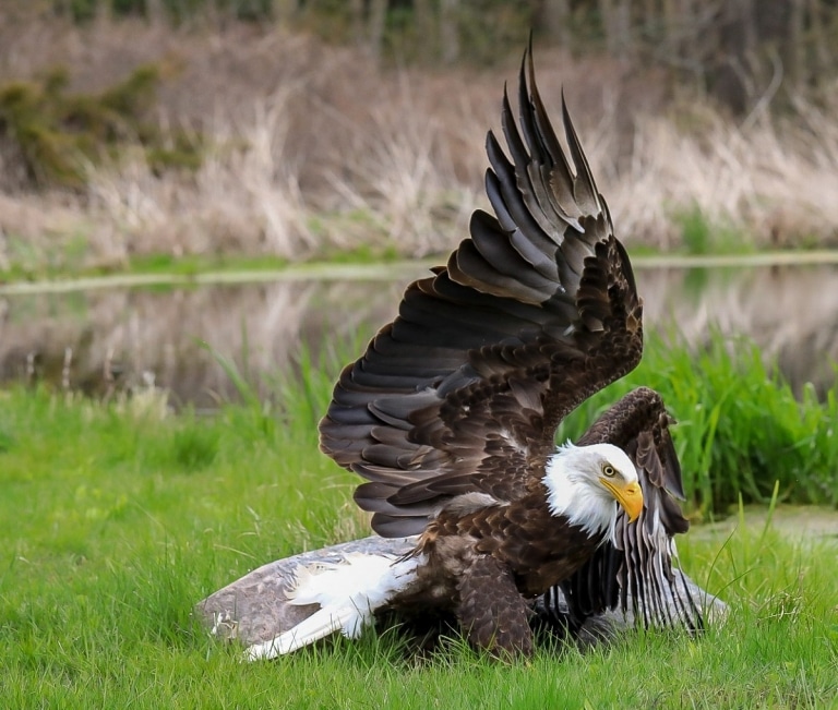 The Story Behind the Viral Photo of a Bald Eagle Reflecting in the Water